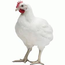 Krmivo pro brojleři | Směsi pro výkrm kuřat